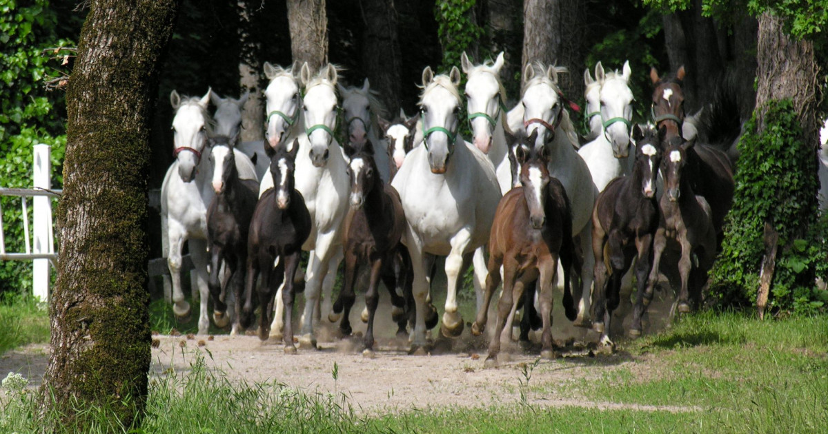 Lipica Stud Farm & Slovenia.si