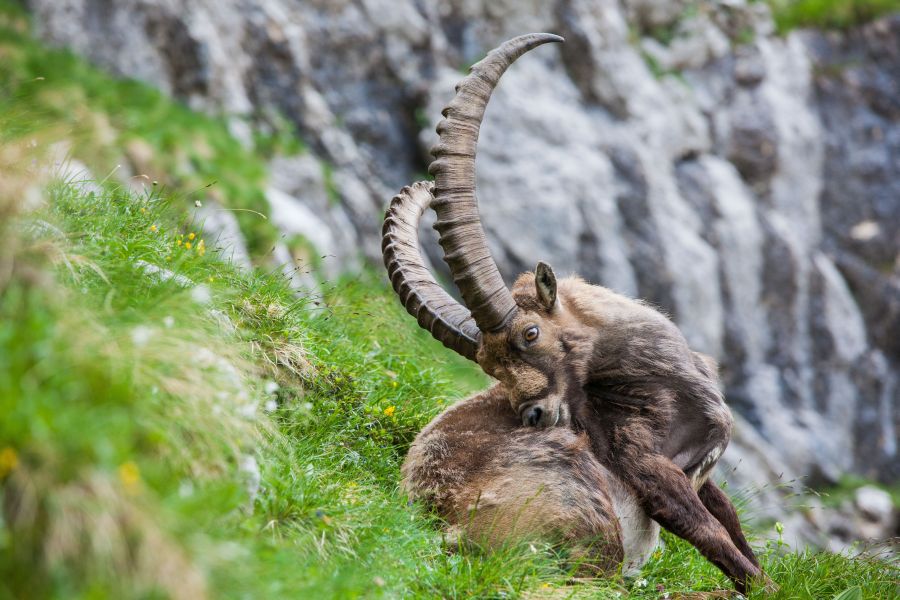 Myths and legends from the Kingdom of the Goldhorn & Slovenia.si