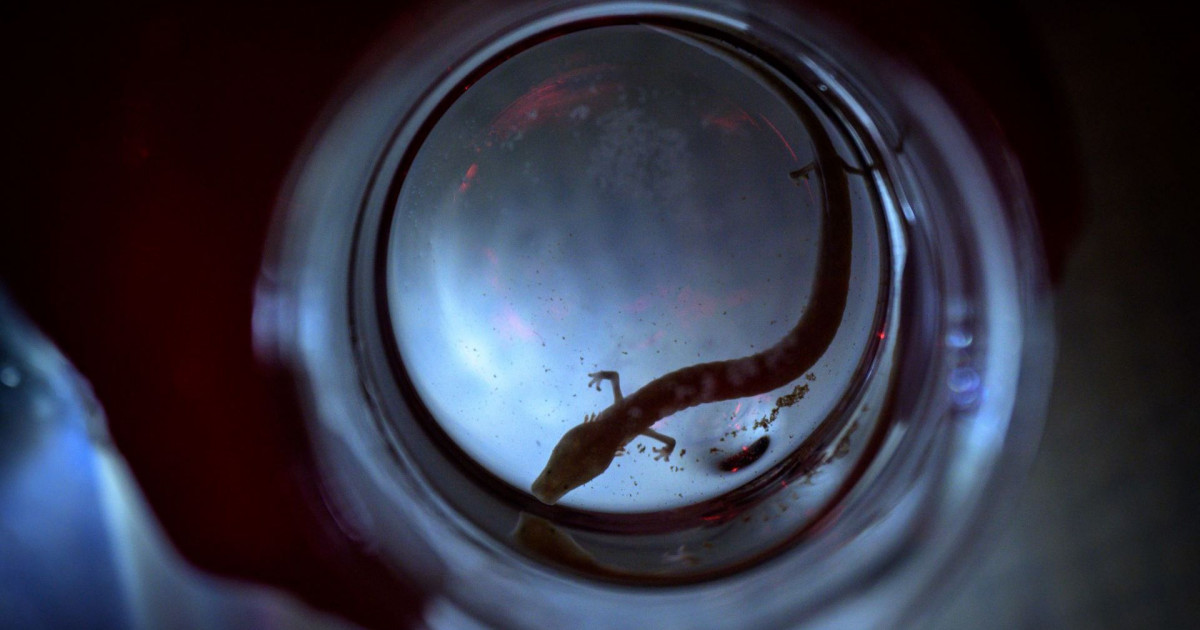 Olm offspring on display at Postojna Cave & Slovenia.si