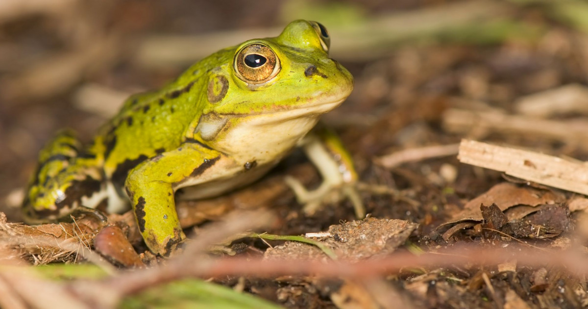 Let’s help the frogs get to their spawning grounds & Slovenia.si