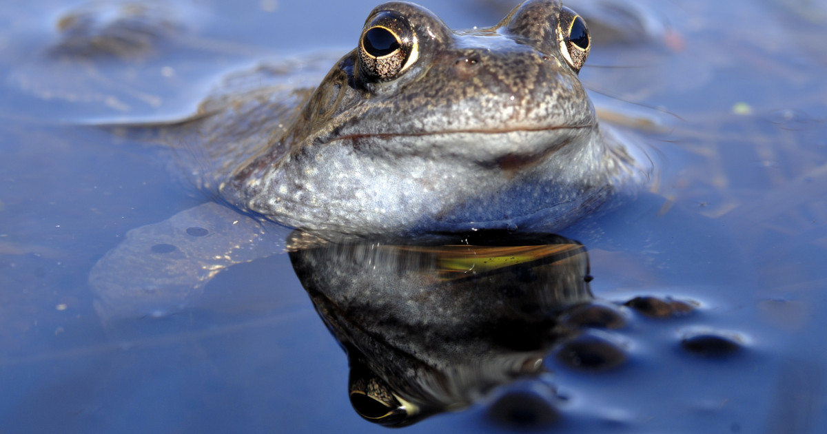 Let's help the frogs & Slovenia.si